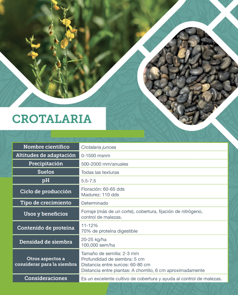 Crotalaria, una alternativa para producción de forrajes y control de ...