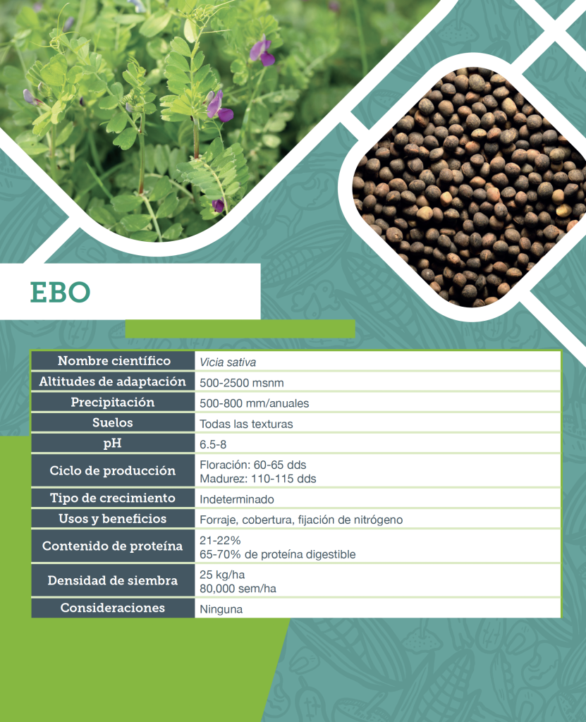 Ebo, buena alternativa para rotaciones con maíz – CIMMYT