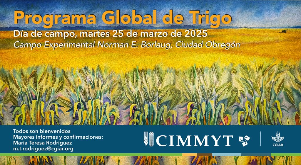 Programa Global de Trigo: Día de Campo – CIMMYT