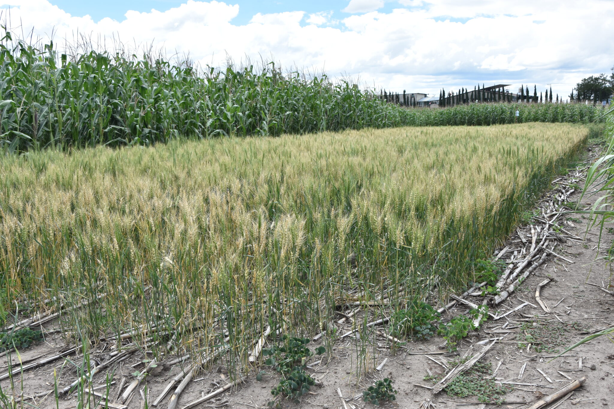 Tips para un buen manejo del rastrojo – CIMMYT