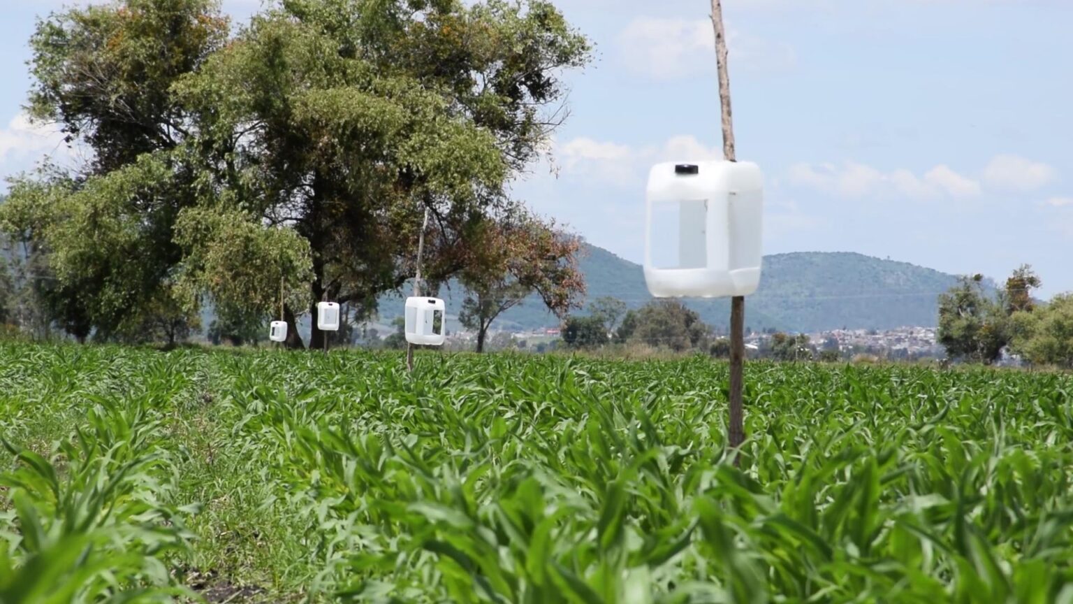 MAP, una opción sostenible frente a la prohibición de 35 plaguicidas en ...