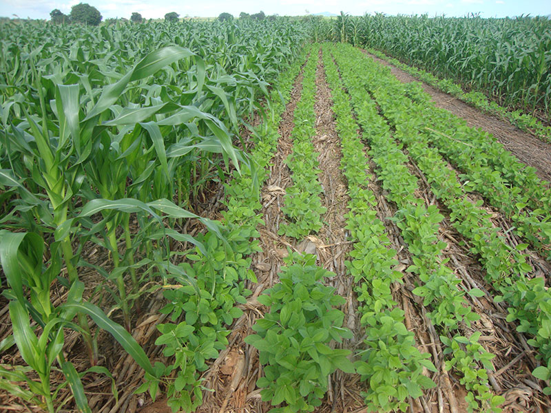 Sustainable Intensification of Maize-Legume Systems for Food Security in Eastern and Southern ...